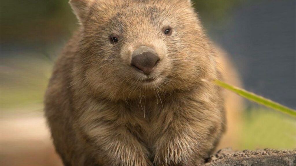 Día Mundial del Wombat: adorables habitantes de australia